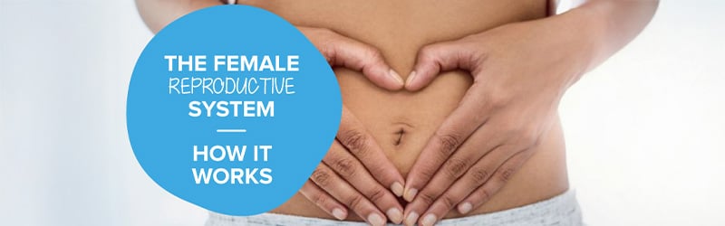 Pregnant Female Reproductive System The Reproductive System And